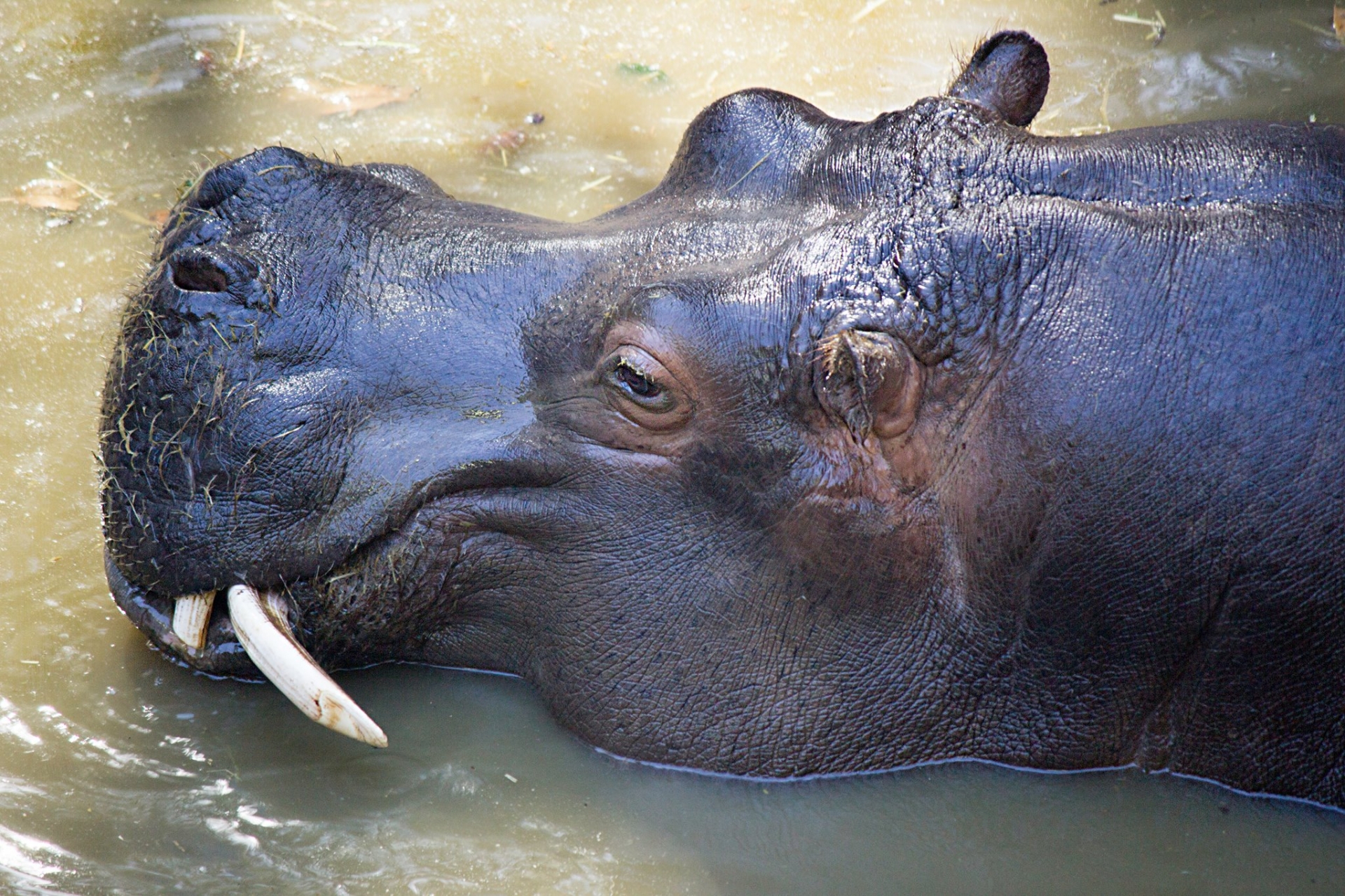 Bioparque Estrella México, precios y reservas 2026 | Yumping