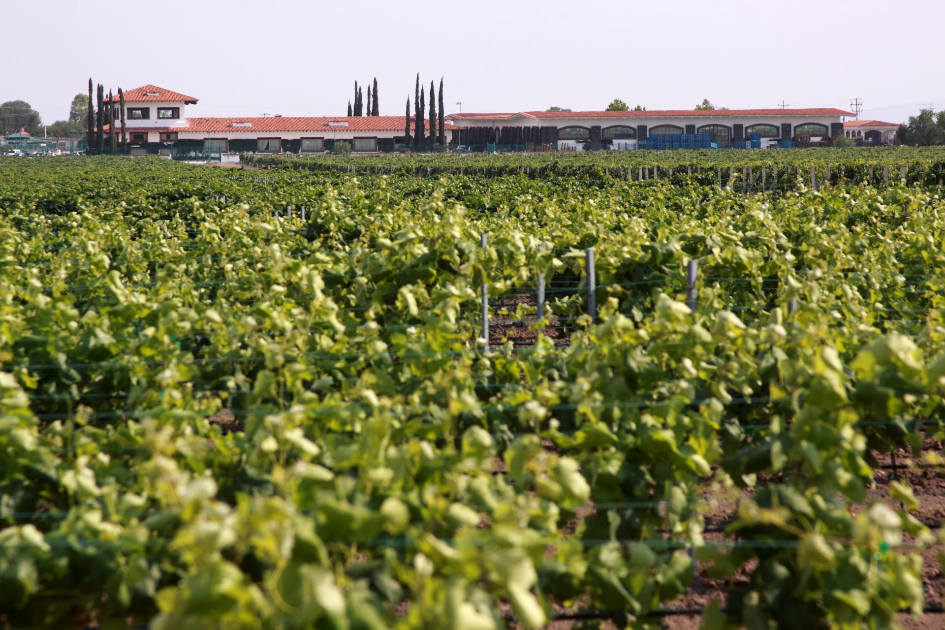 Cavas Freixenet de México, precios y reservas 2026 | Yumping