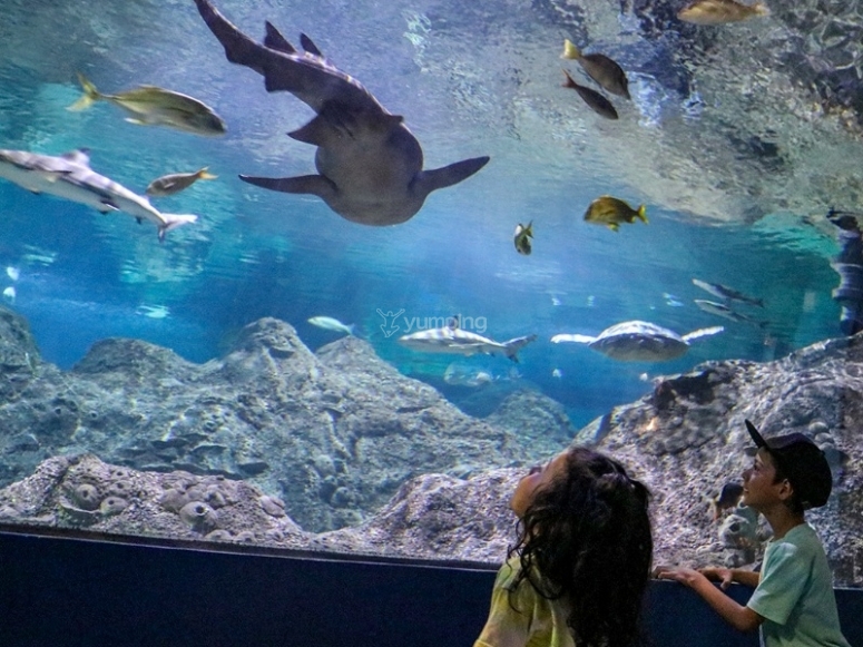 Acuario Michin Puebla, precios y reservas 2025