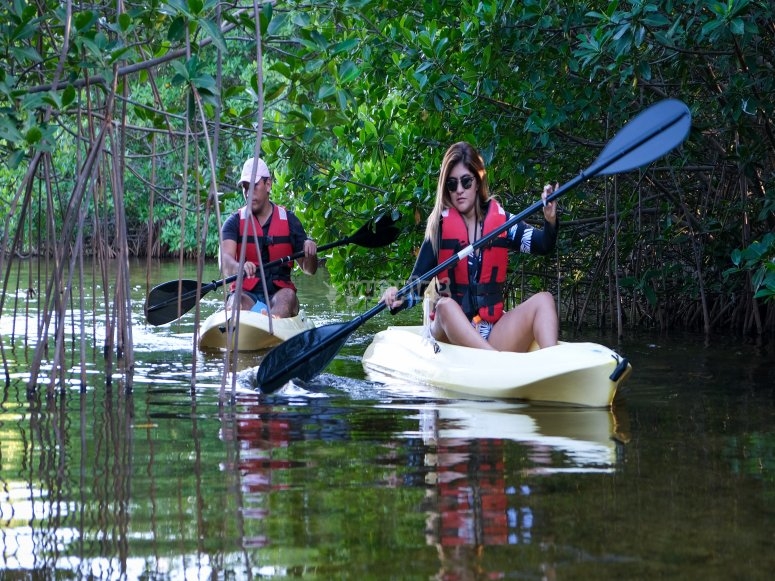 Tour en kayak por los manglares de Cancún 2 hrs desde $700 | Yumping